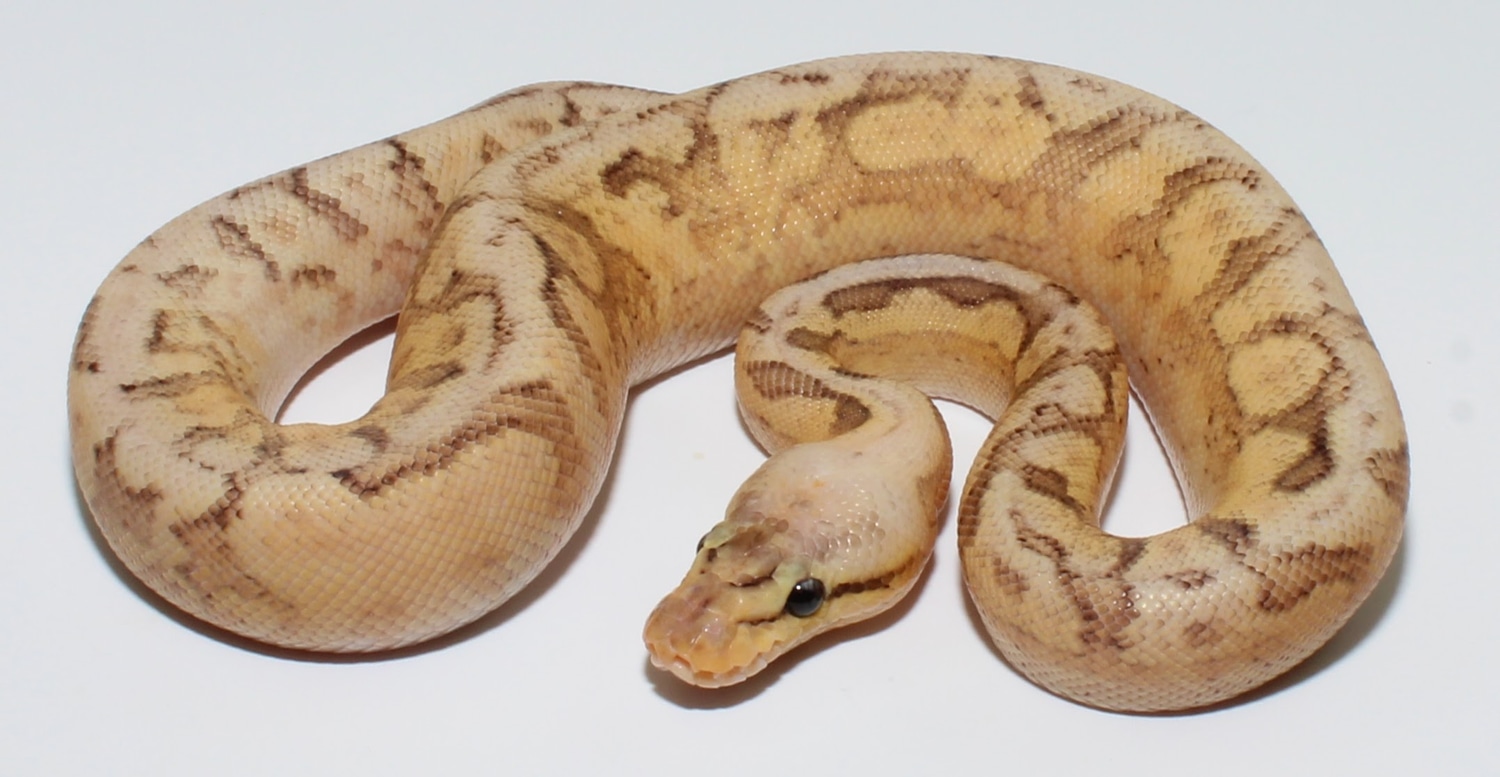Wookie Spider Highway Ball Python by Designer Ball Pythons - MorphMarket