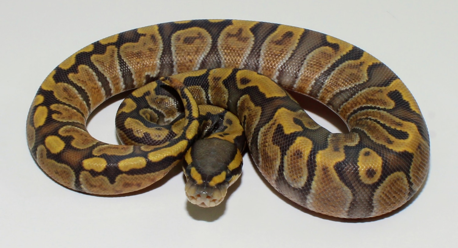 GHI Enchi Hypo Ball Python by Designer Ball Pythons - MorphMarket
