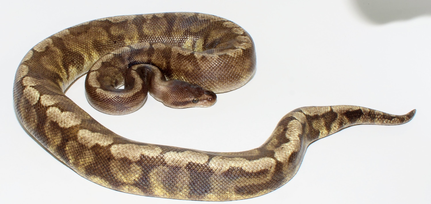 Super GHI HGW Ball Python by Designer Ball Pythons - MorphMarket