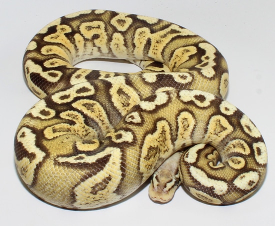 Sapphire GHI Firefly Ball Python by Designer Ball Pythons