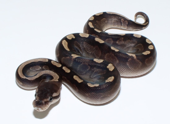 Cinnamon GHI Ball Python by Designer Ball Pythons