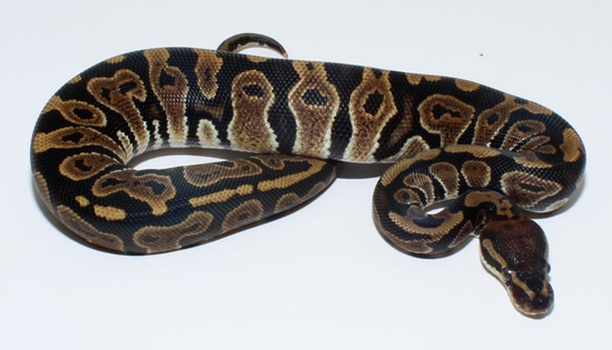 Smoke Het Clown Ball Python by Designer Ball Pythons