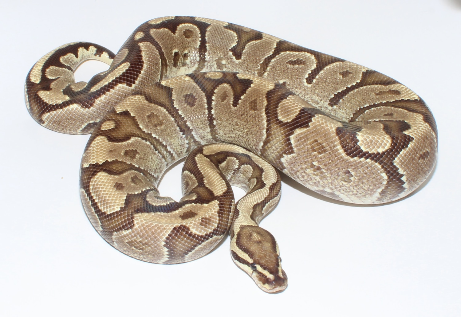 McKenzie Fire Ball Python by Designer Ball Pythons - MorphMarket