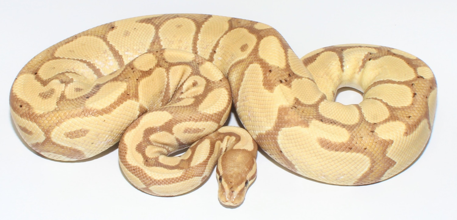 Banana Orange Dream Ball Python by Designer Ball Pythons - MorphMarket