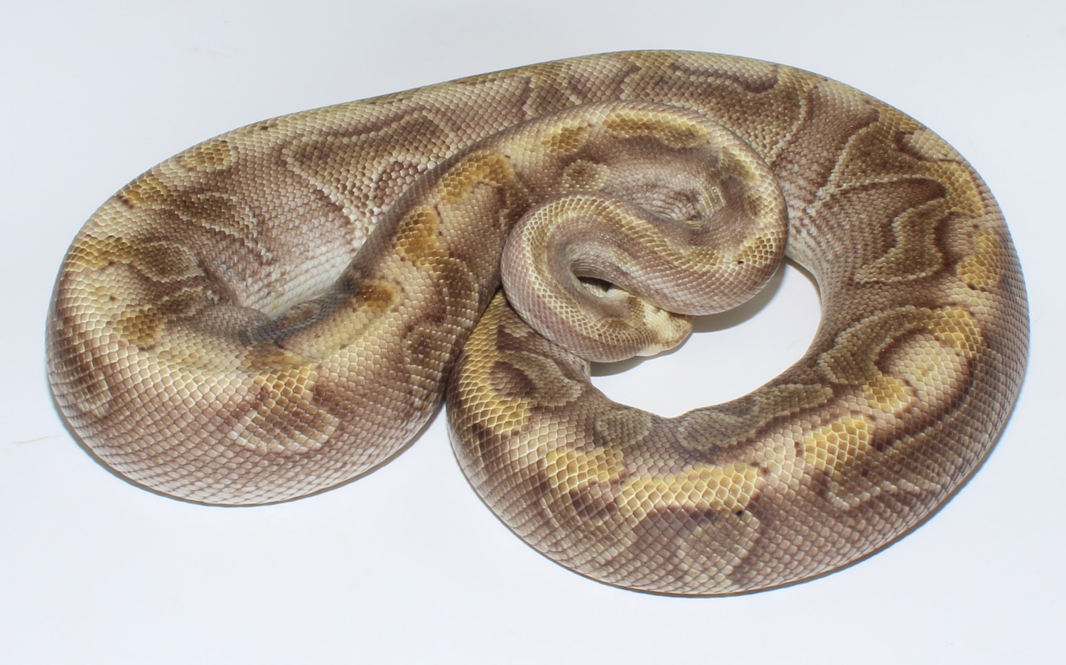 Enchi Champagne Ball Python by Designer Ball Pythons - MorphMarket