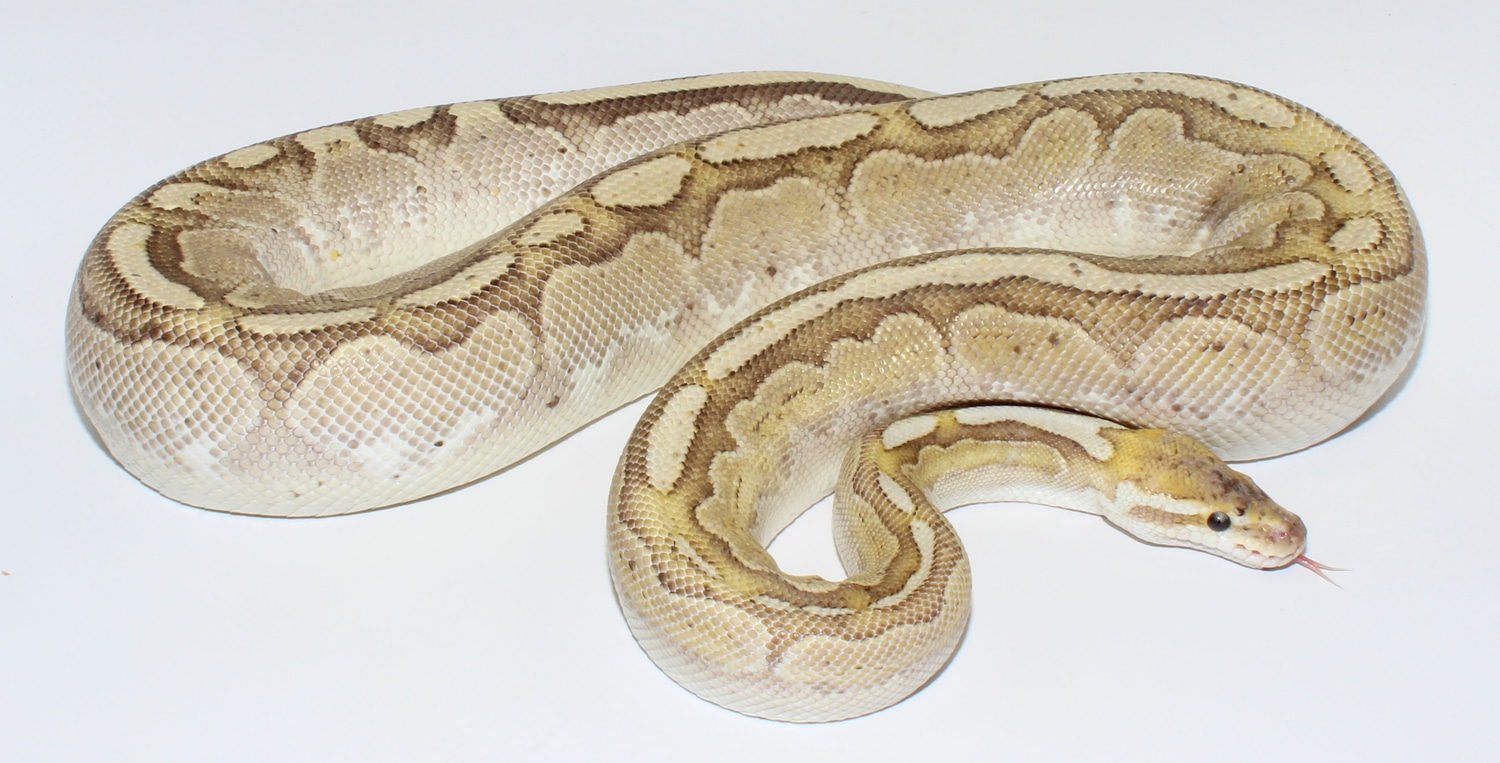 Bamboo Black Pastel Ball Python by Designer Ball Pythons - MorphMarket