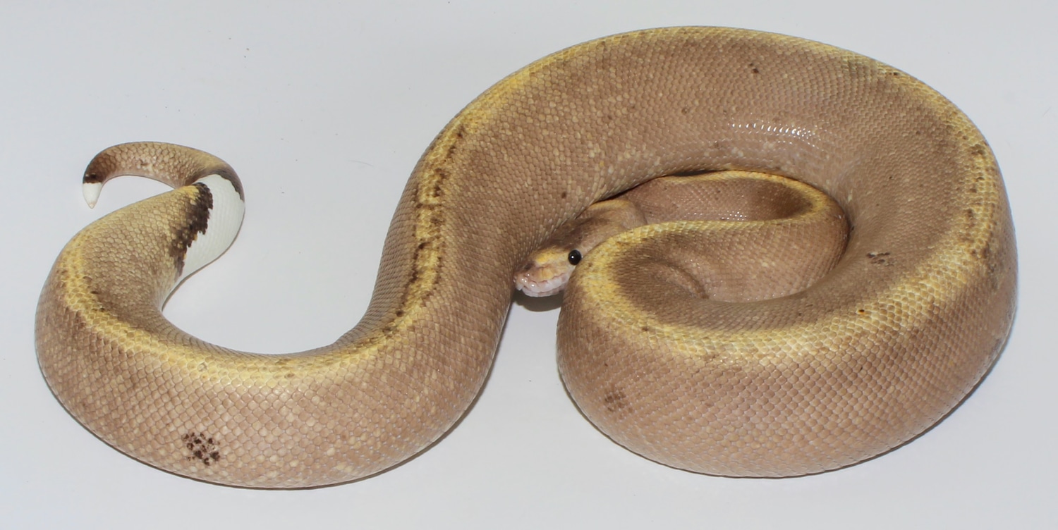 GHI Champagne Mojave 100% Het Genetic Stripe Ball Python by Designer ...