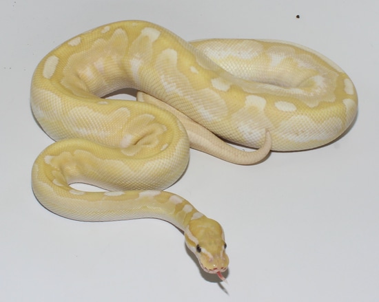 Banana Enchi Bamboo Ball Python by Designer Ball Pythons
