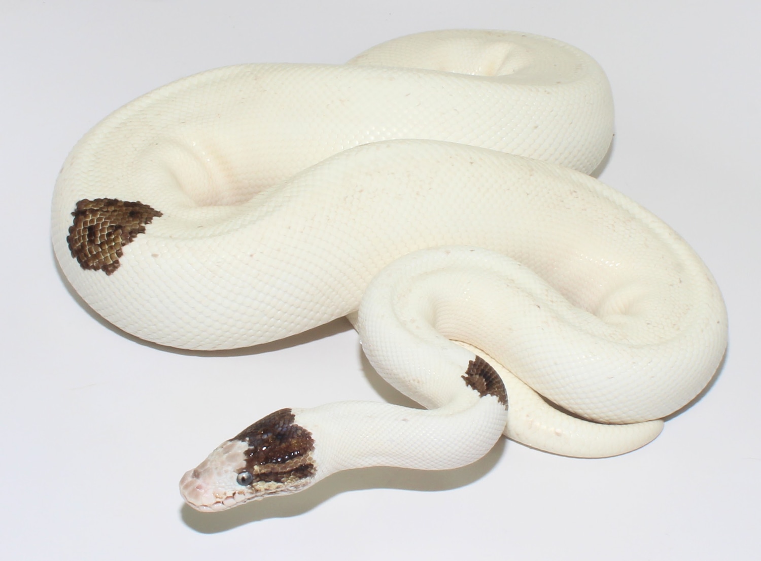 Paradox Bamboo Mojave Ball Python by Designer Ball Pythons - MorphMarket