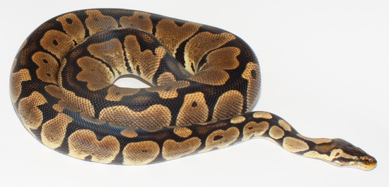 Pastel Adder Ball Python by Designer Ball Pythons