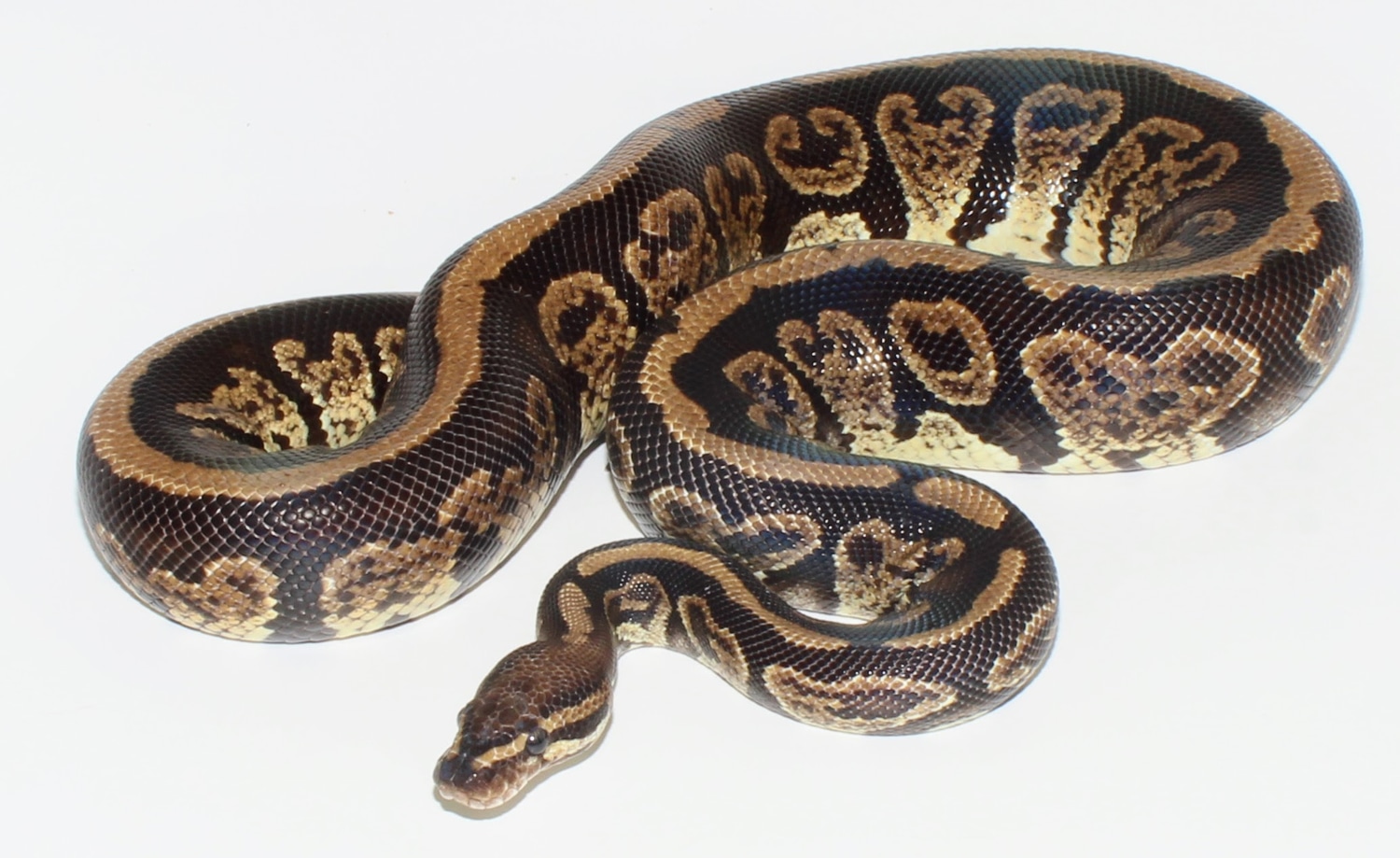 Super Black Granite Het Genetic Stripe Ball Python by Designer Ball ...