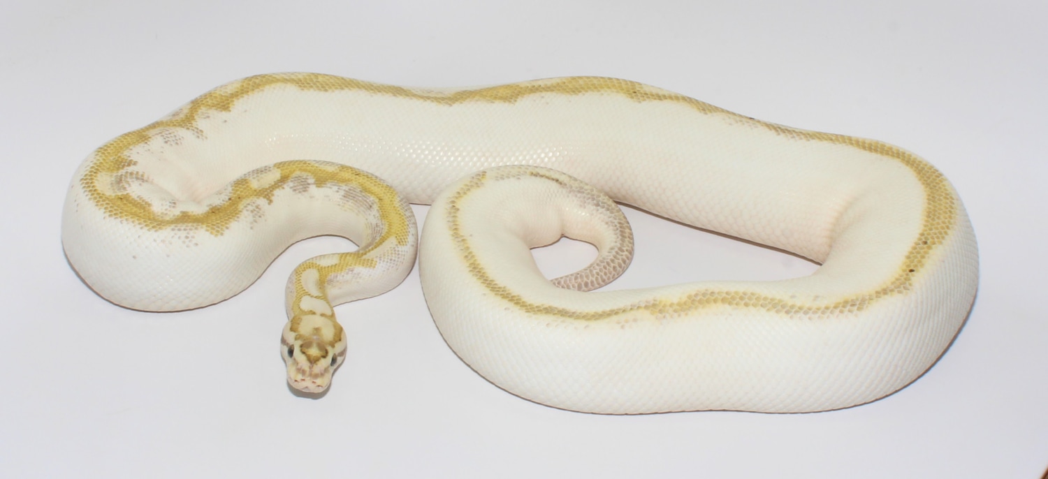 Bamboo Calico Spider Possible Trick Ball Python by Designer Ball Pythons - MorphMarket