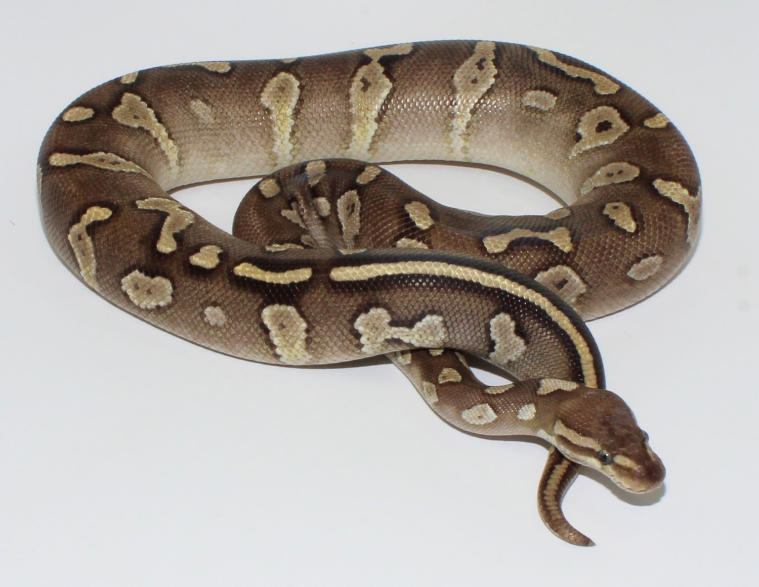 Lesser Raven Ball Python by Designer Ball Pythons - MorphMarket