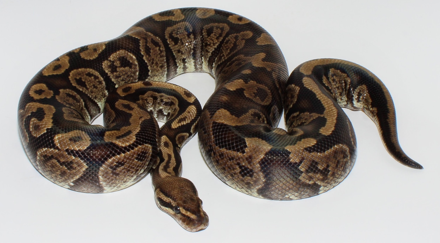 Smoke Ball Python by Designer Ball Pythons - MorphMarket
