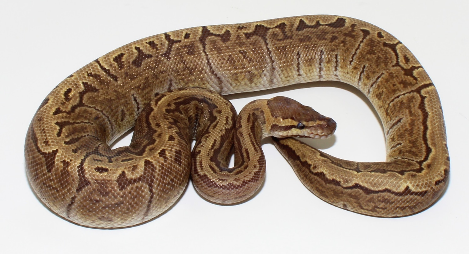 Trojan GHI Pinstripe Ball Python by Designer Ball Pythons - MorphMarket