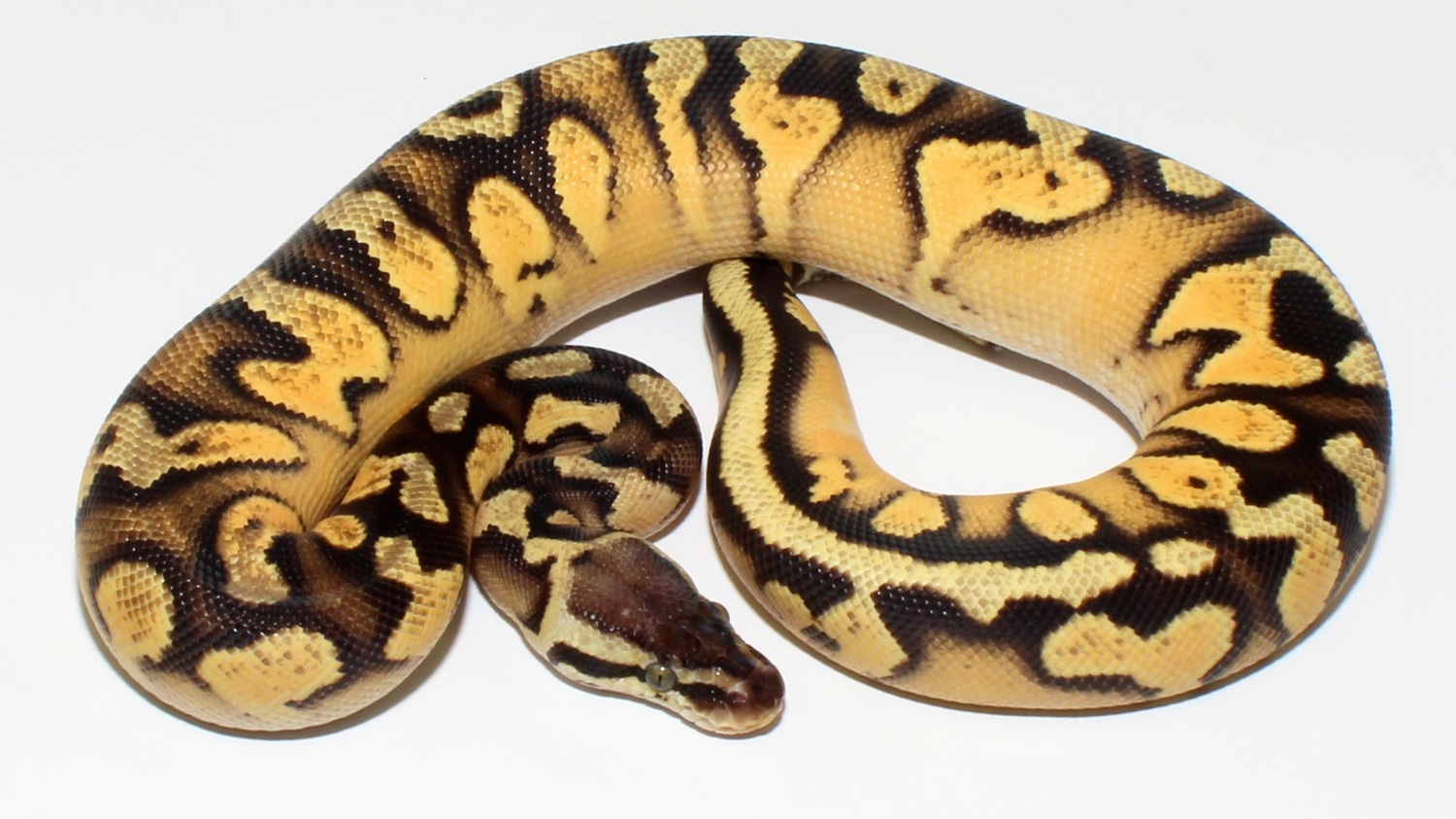 Firefly Yellowbelly Wookie Ball Python by Designer Ball Pythons ...