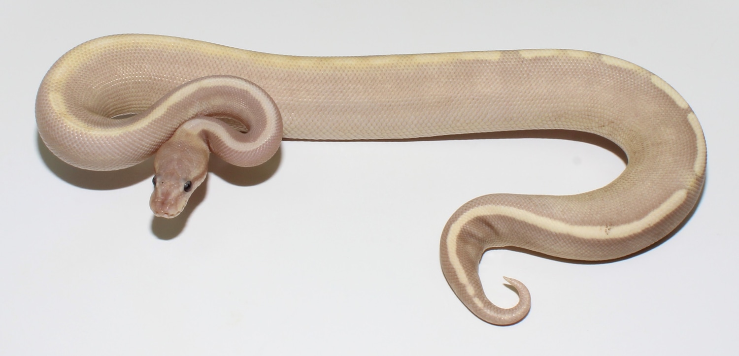 Banana Mojave Super GHI 50% Het Hypo Ball Python by Designer Ball ...