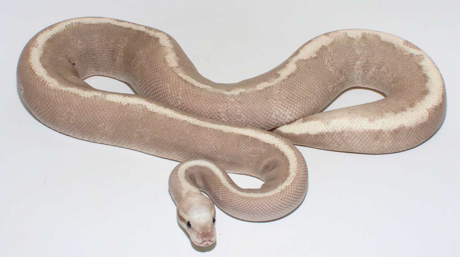 Super GHI Vanilla Cream Ball Python by Designer Ball Pythons - MorphMarket