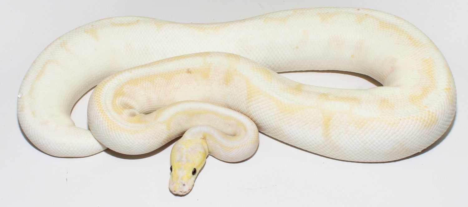 Super Banana Bamboo Spider Possible Pastel Cinnamon Fire Ball Python by ...
