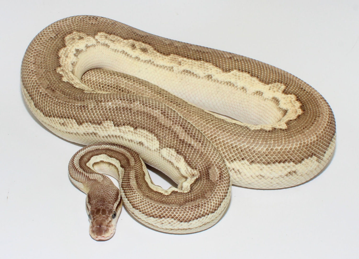 Pewter Lesser Orange Dream Probable Super Orange Dream Ball Python by ...