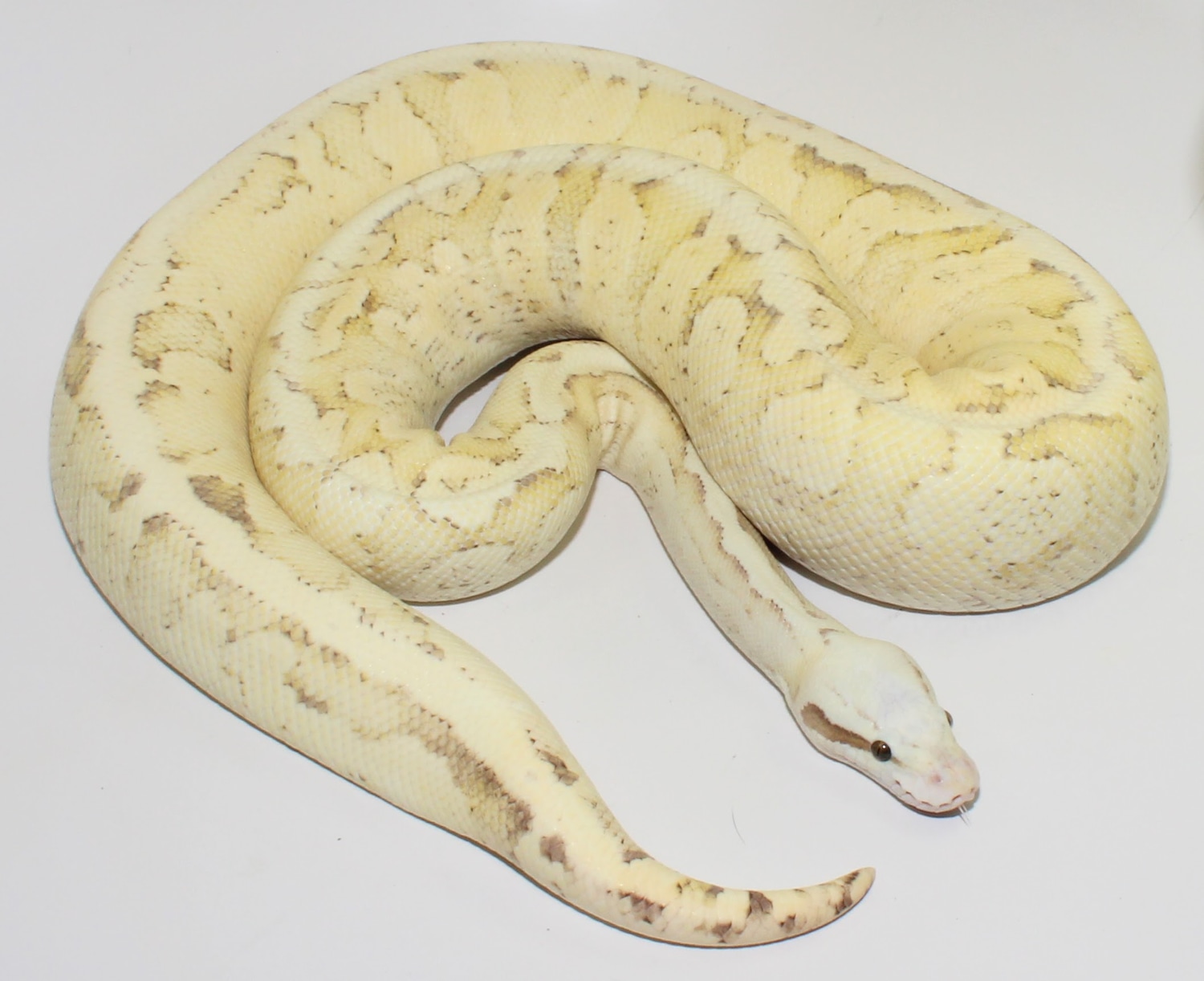 Vanilla Scream GHI Ball Python by Designer Ball Pythons - MorphMarket