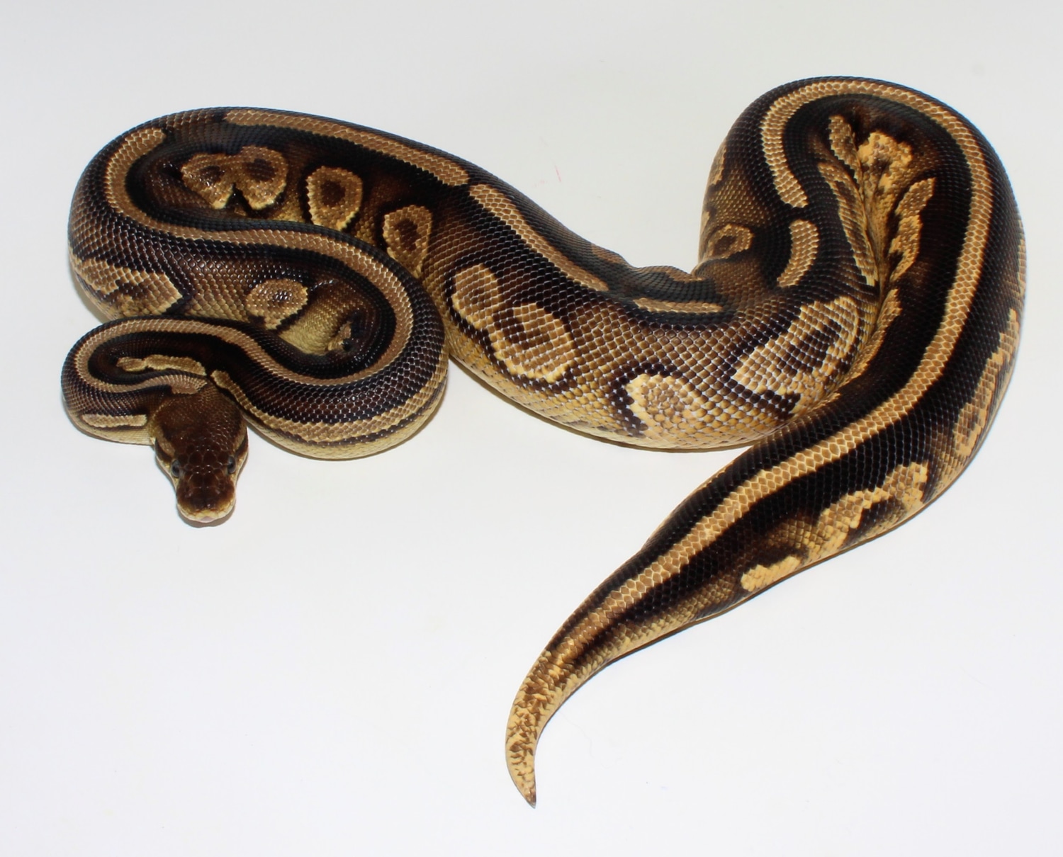 Wookie Fire Orange Dream Cinnamon Possible YB Ball Python by Designer ...