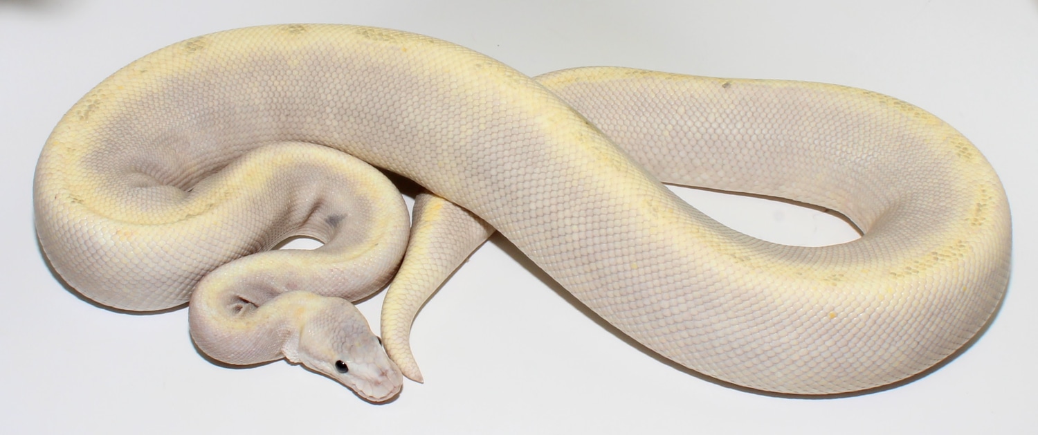 Hypo GHI Champagne Mojave Enchi Ball Python by Designer Ball Pythons ...