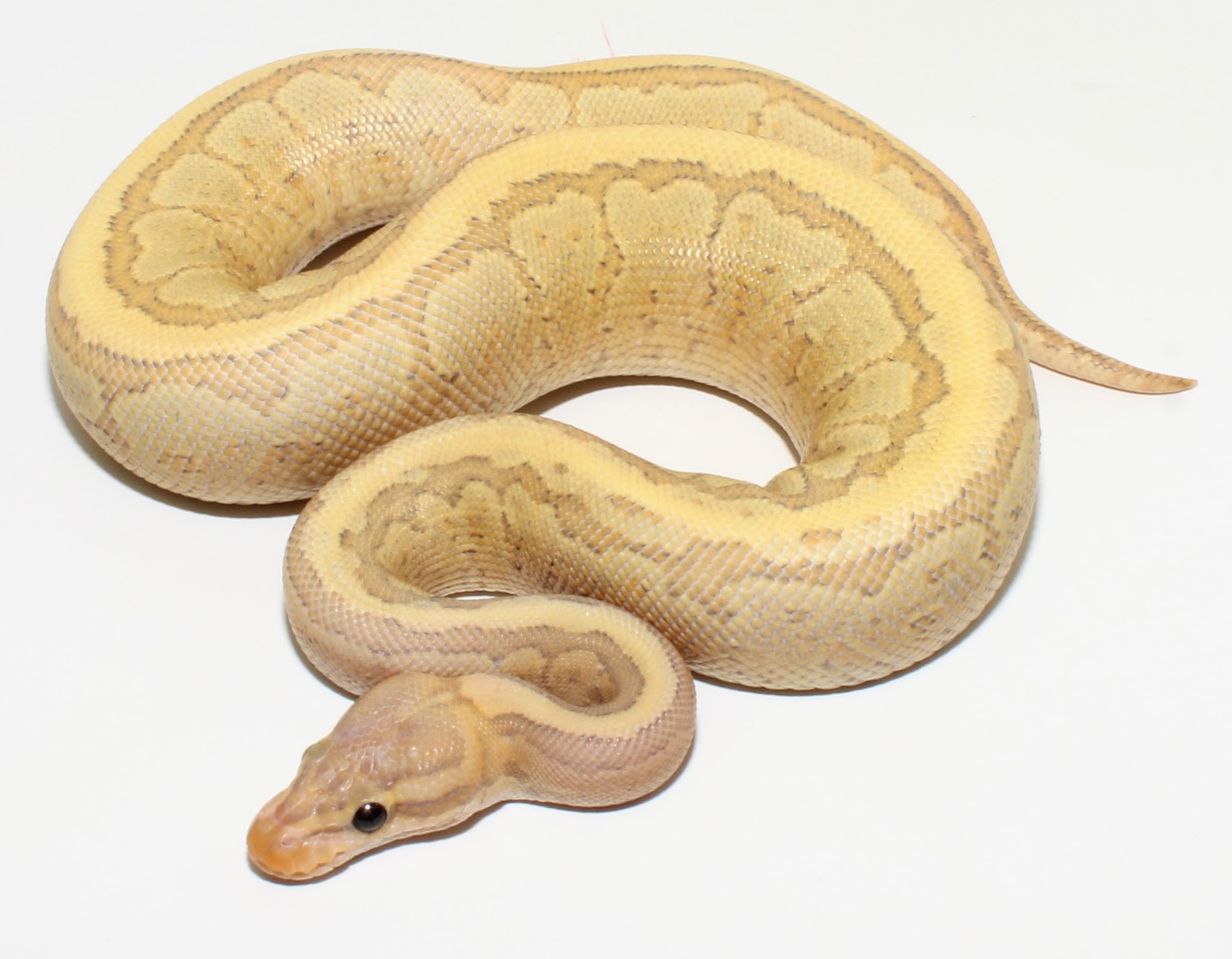 Pinstripe Orange Dream Fire Hypo Ball Python by Designer Ball Pythons ...