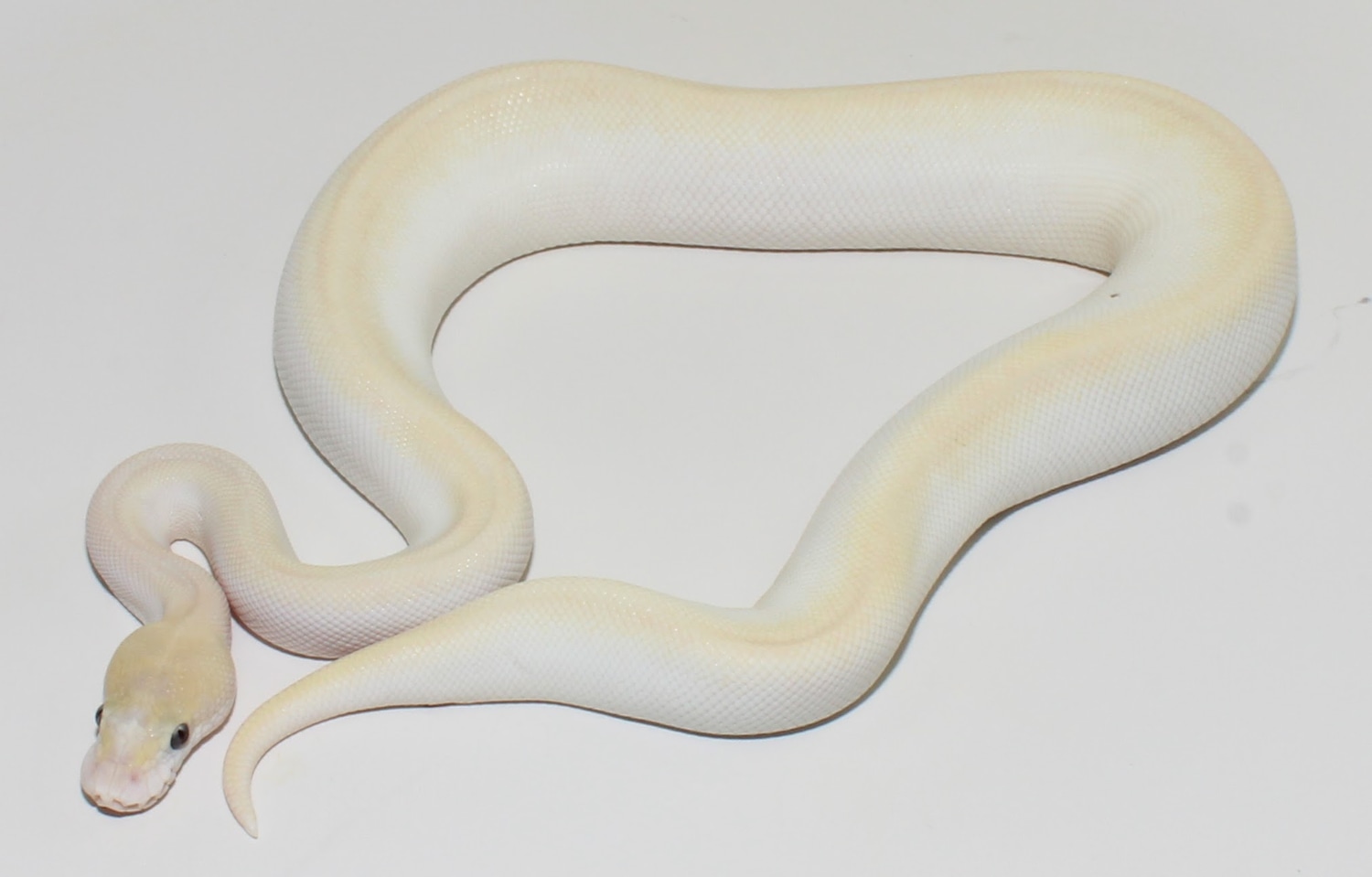 HGW Crystal Sapphire Ball Python by Designer Ball Pythons - MorphMarket