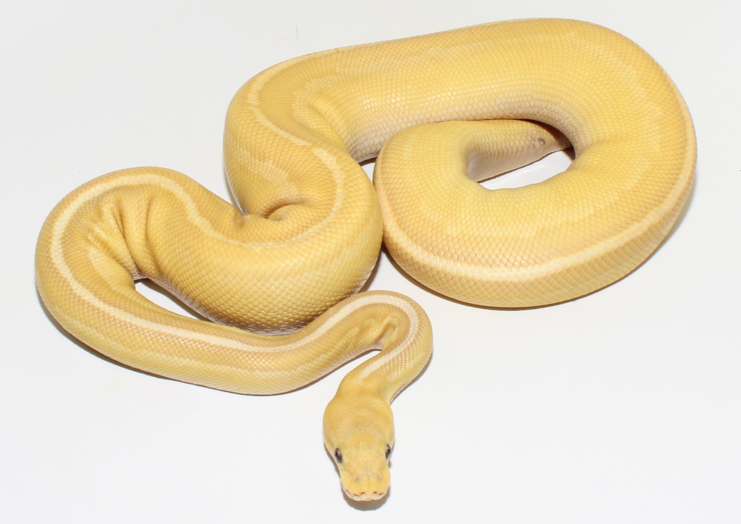 Banana Black Pastel Lesser Bongo Ball Python by Designer Ball Pythons ...