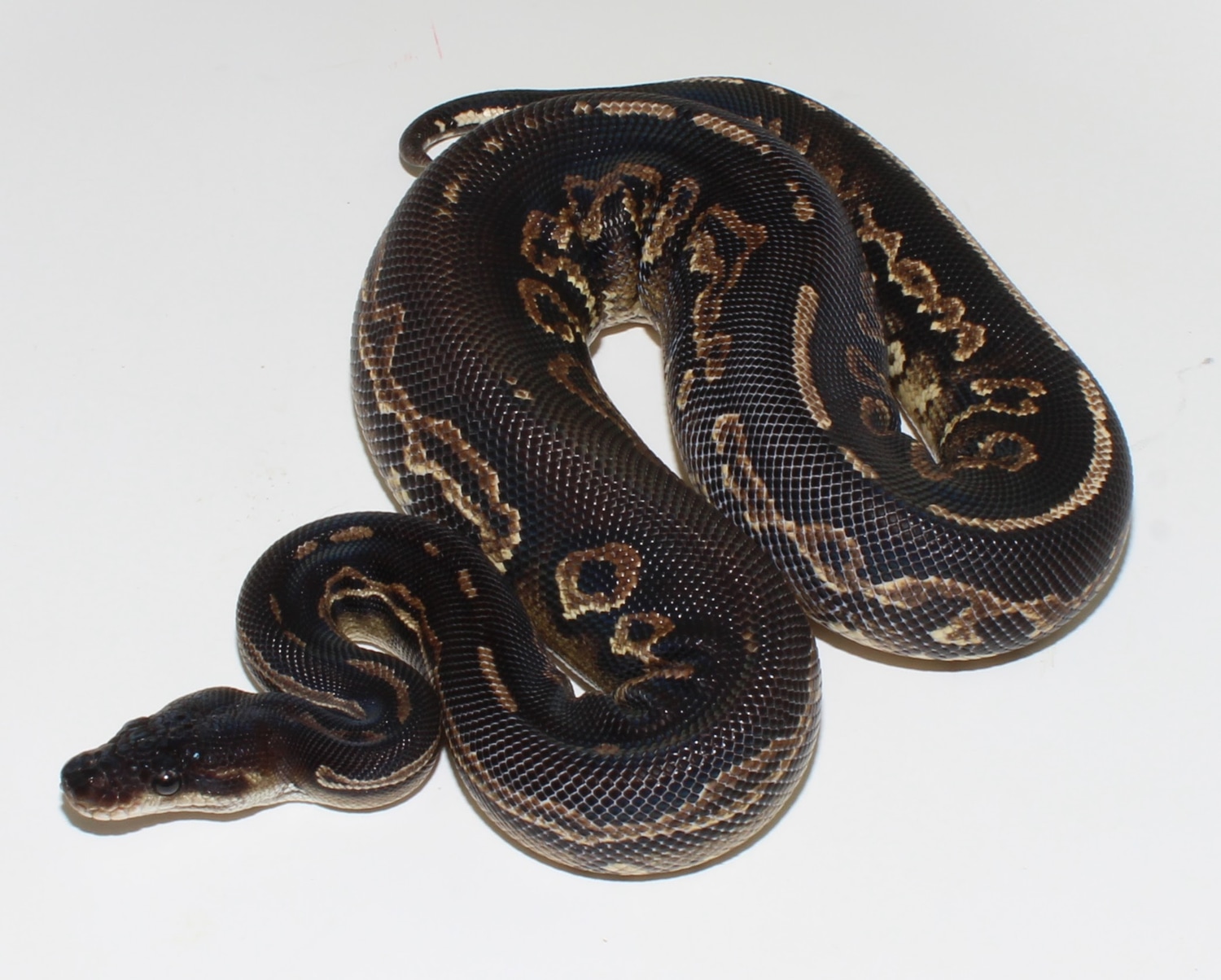 Super Black Head Ball Python by Designer Ball Pythons - MorphMarket