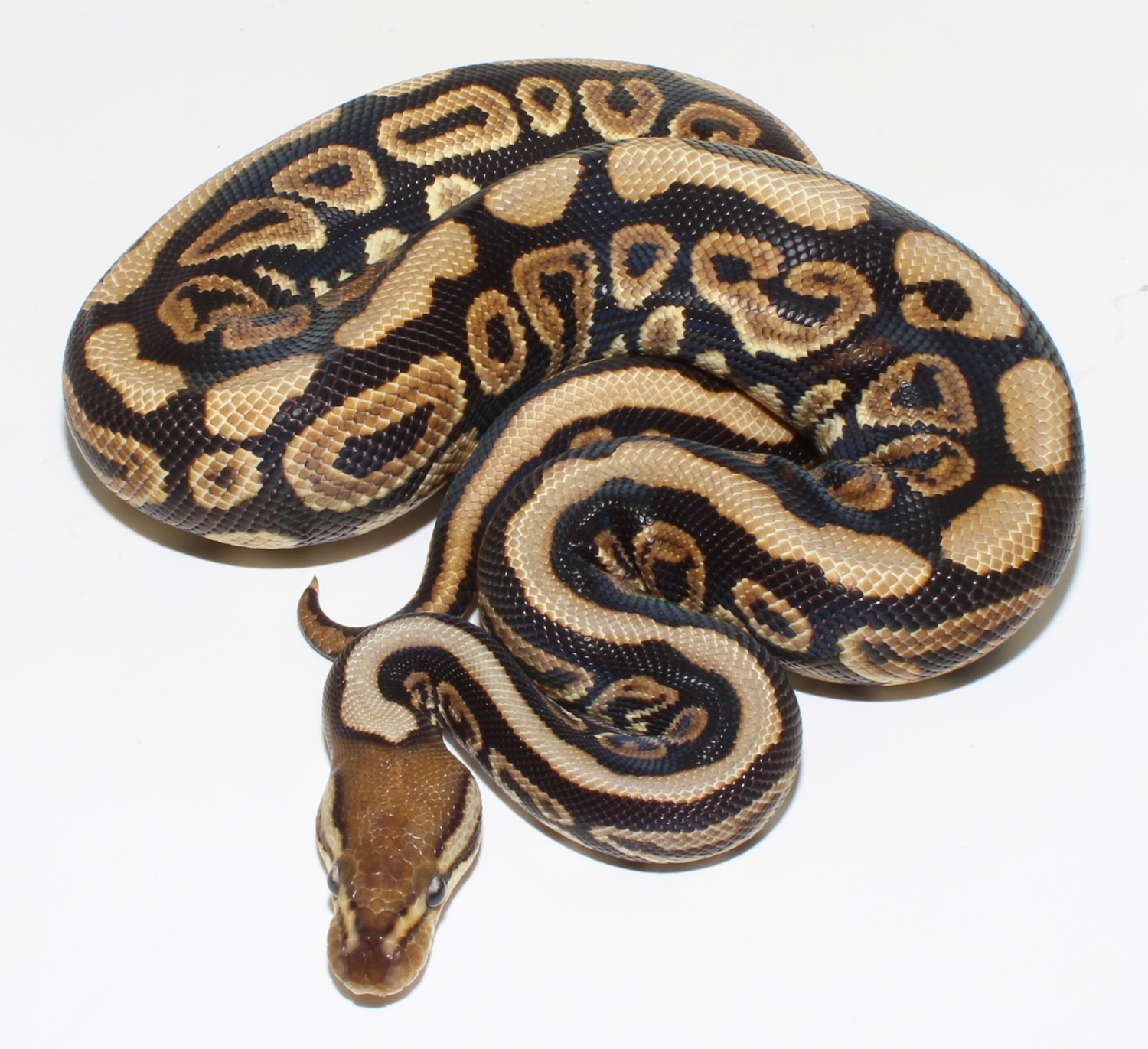 Black Pastel RedStripe Spotnose Het Clown Ball Python by Designer Ball Pythons - MorphMarket