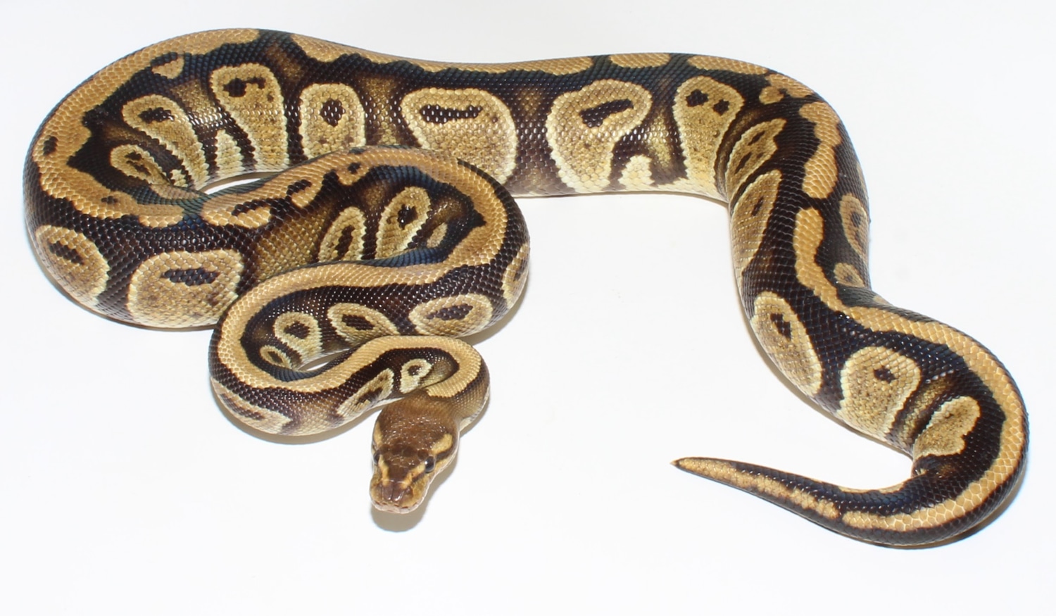 Honey Cypress Het Clown Ball Python by Designer Ball Pythons - MorphMarket