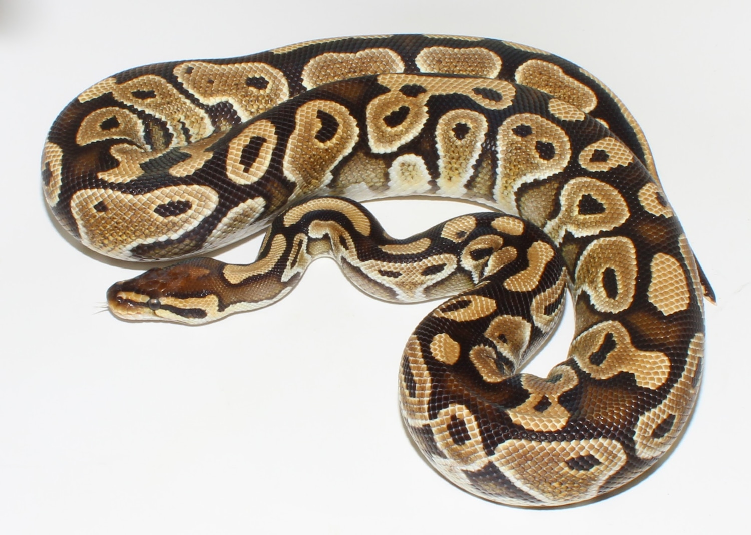 Special Het Clown Ball Python by Designer Ball Pythons - MorphMarket