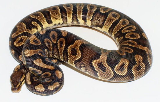 Smoke Chocolate Yellowbelly Ball Python by Designer Ball Pythons