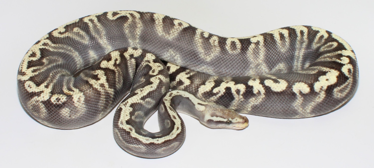 Super GHI Lemonback Pastel Ball Python by Designer Ball Pythons ...