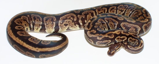 Occult Ball Python by Designer Ball Pythons - MorphMarket