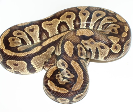 Soulsucker Clown Ball Python by Designer Ball Pythons - MorphMarket