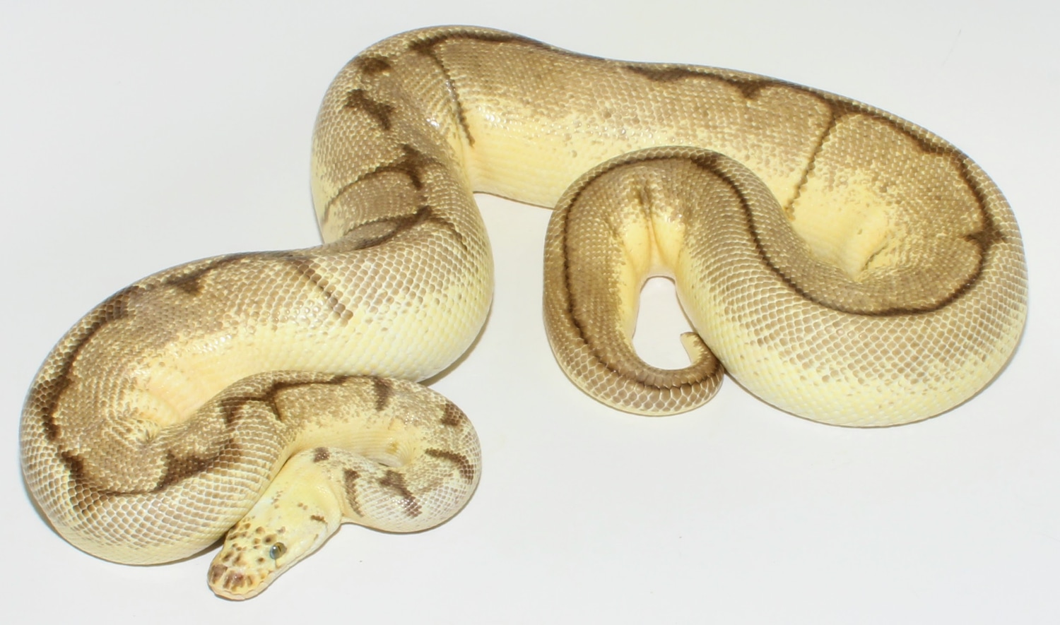 Bumblebee Clown Ball Python by Designer Ball Pythons - MorphMarket