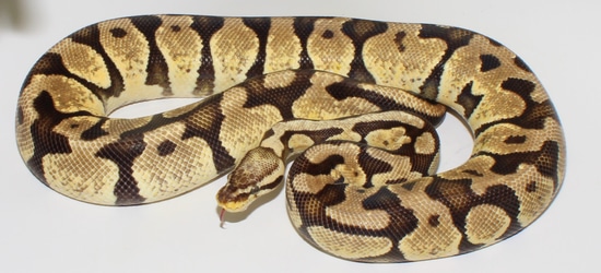 Yellow Jacket Ball Python by Designer Ball Pythons