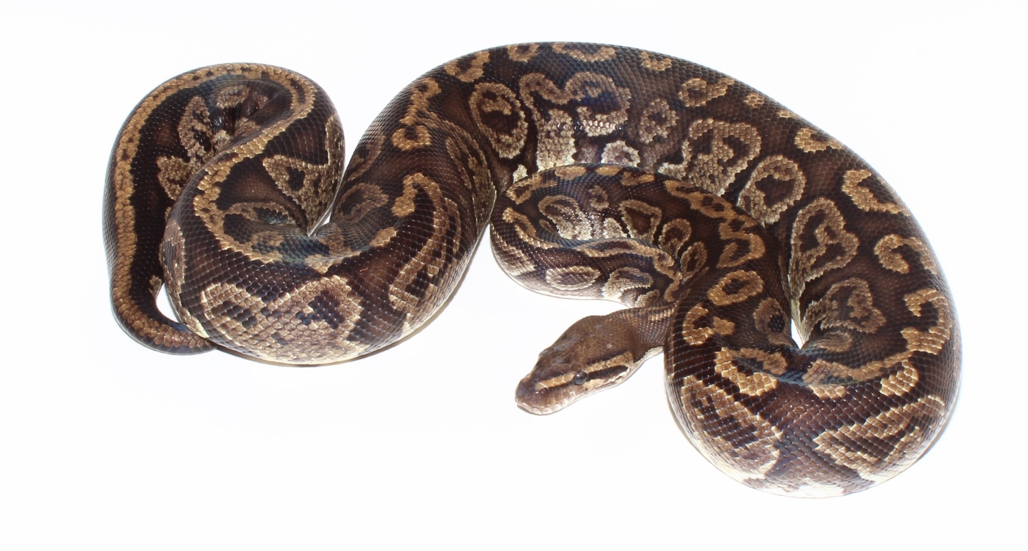 Arcane Smoke Ball Python by Designer Ball Pythons - MorphMarket