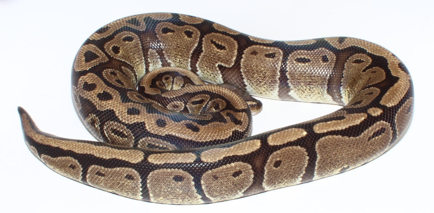 Red Stripe Het Clown Ball Python by Designer Ball Pythons - MorphMarket