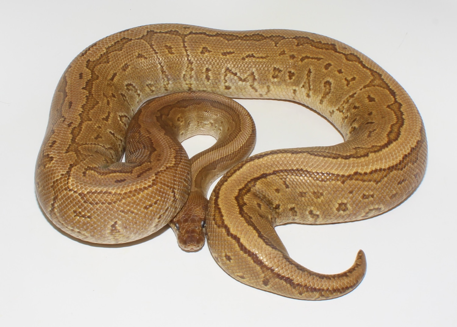 Trojan Ajax Black Pastel Pinstripe Ball Python by Designer Ball Pythons - MorphMarket