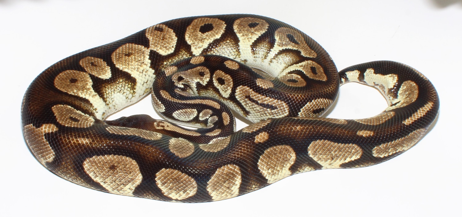 Pastel Black Head Het Hypo Ball Python by Designer Ball Pythons ...