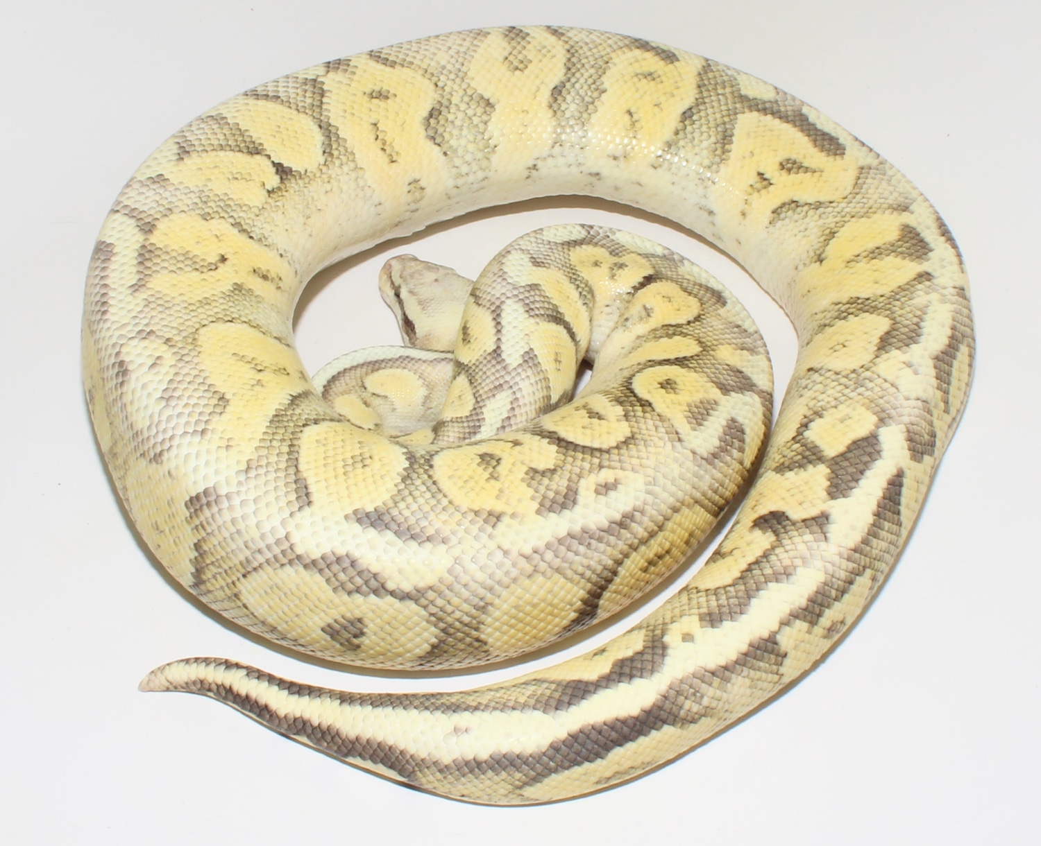 Hypo Super Pastel Fire Ball Python by Designer Ball Pythons - MorphMarket