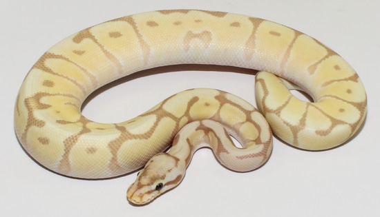 Banana Mojave Bumblebee Het Clown Ball Python by Designer Ball Pythons