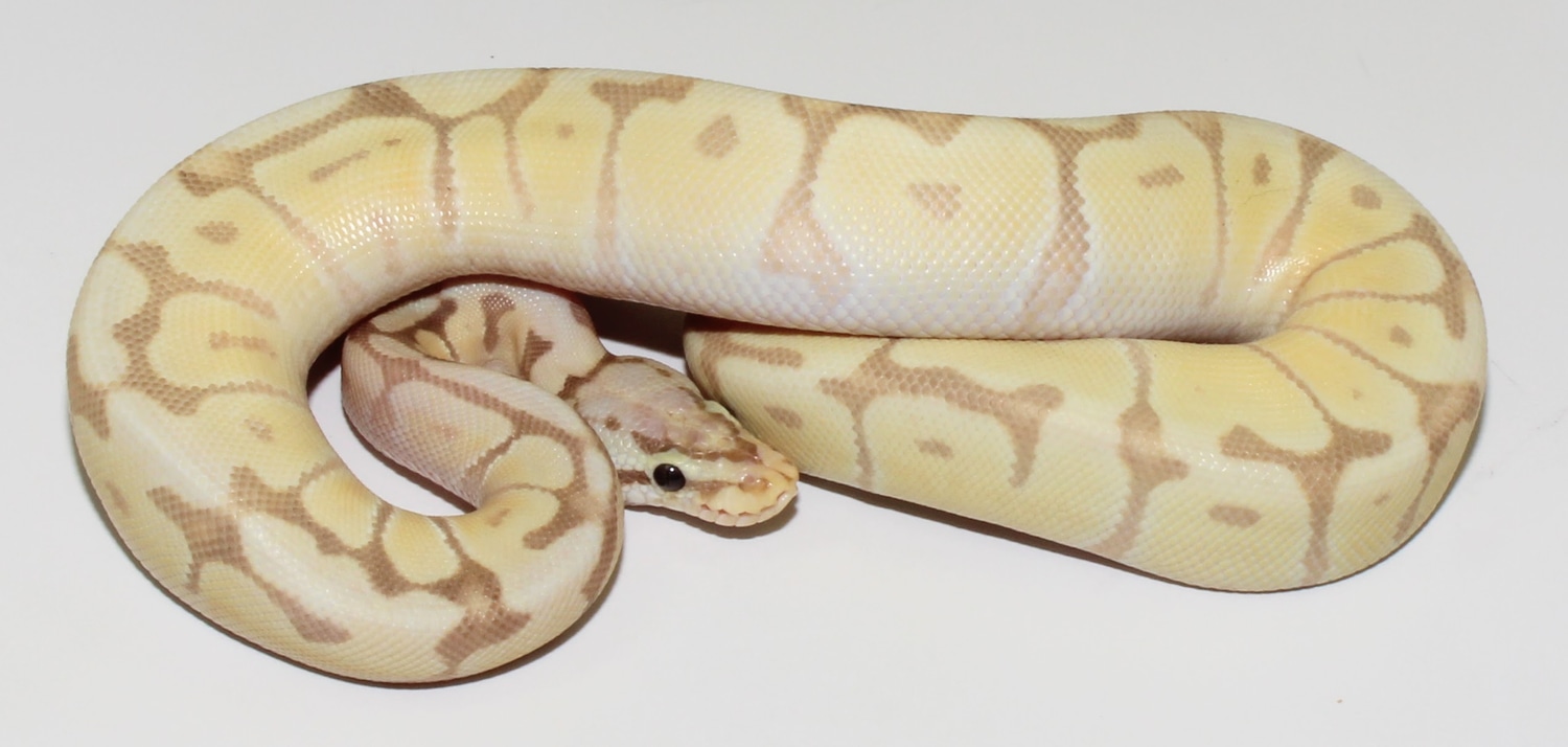 Banana Mojave Bumblebee Het Clown Ball Python by Designer Ball Pythons ...