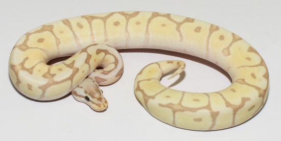 Banana Mojave Bumblebee Yellowbelly Het Clown Ball Python by Designer ...
