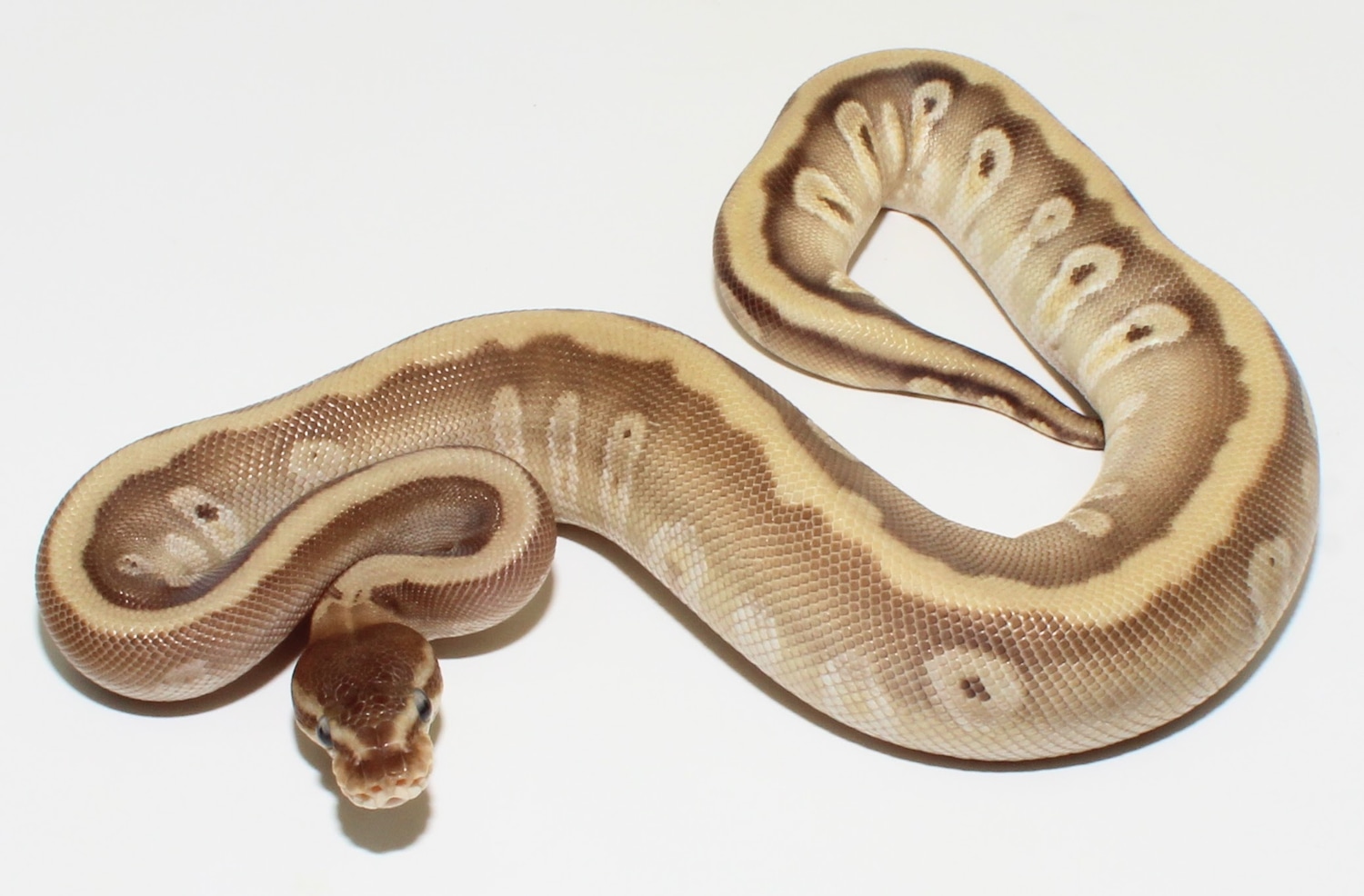 Mahogany Mojave HGW Het Clown Ball Python by Designer Ball Pythons ...