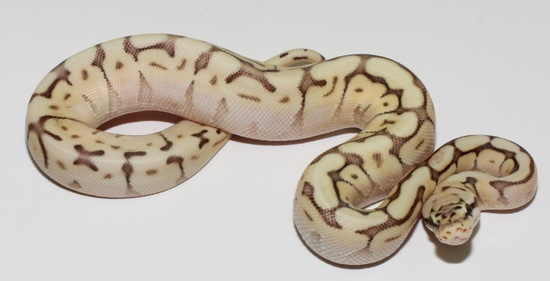 Super Pastel Sapphire Spider Mojave Het Clown Ball Python by Designer ...